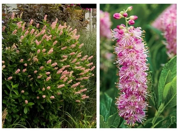 Ruby Spice Summersweet — The Garden Kingdom