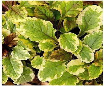 Golden Glow Ajuga — The Garden Kingdom