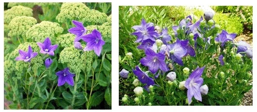 Sentimental Blue Balloon Flower — The Garden Kingdom