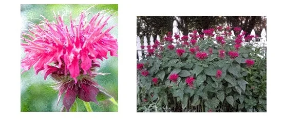 Raspberry Wine Bee Balm — The Garden Kingdom