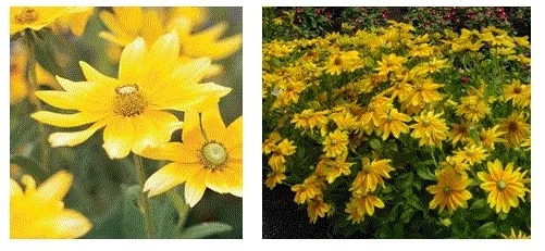 Prairie Sun Black-Eyed Susan — The Garden Kingdom