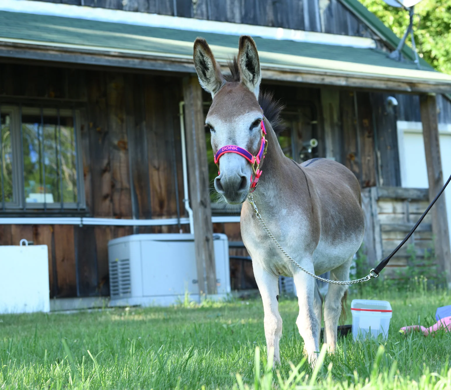 Horses in Our Books — Willow Bend Publishing