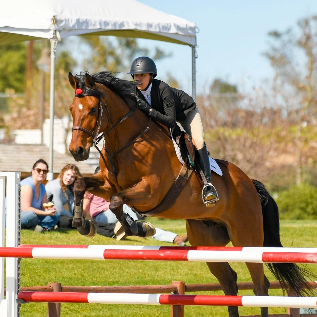 Dana Andersen EquestrianDana Andersen Equestrian