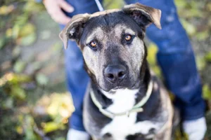 What We Do — Fresno Humane Animal Services