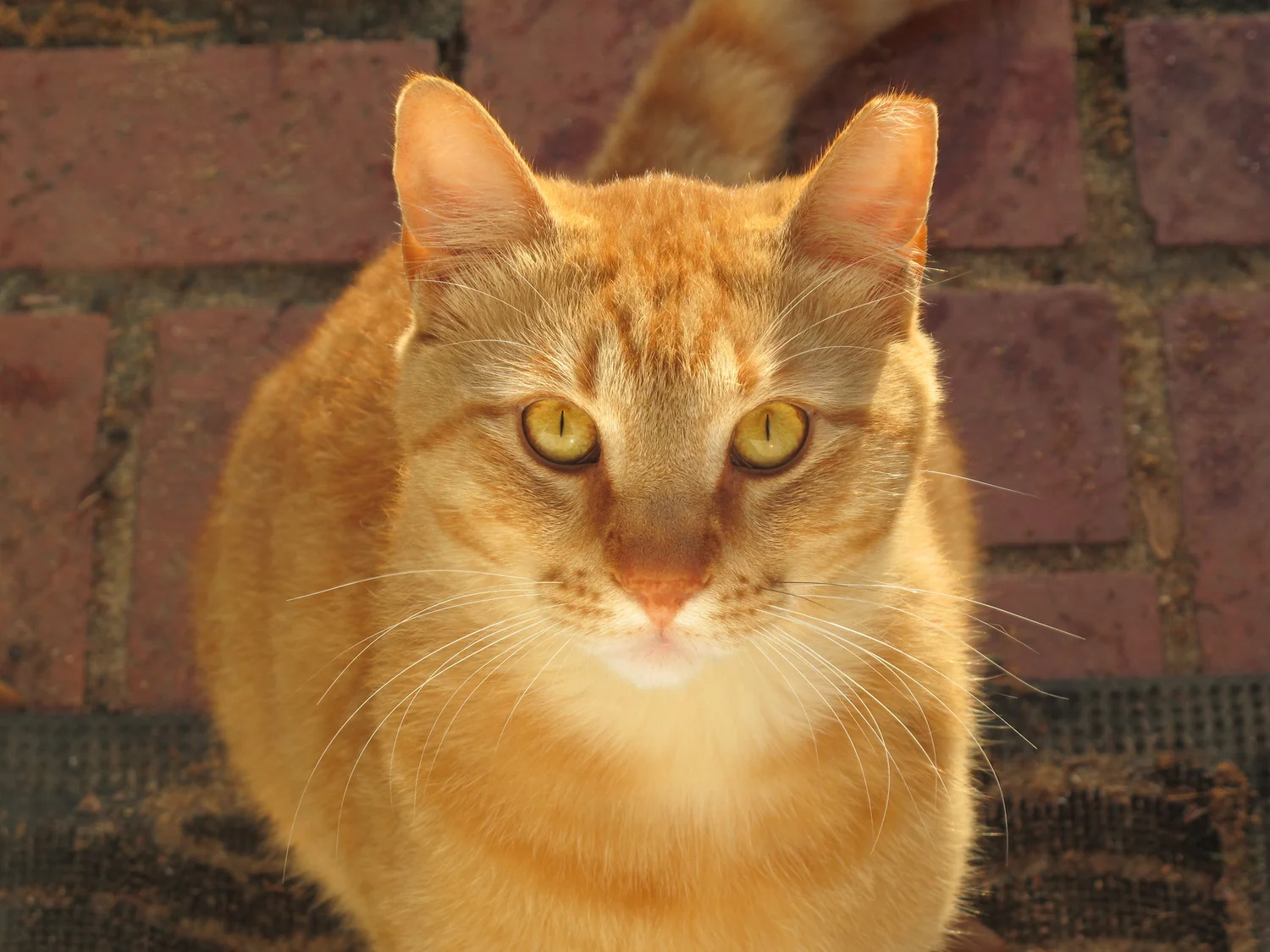 Feral Cats, I found a kitten, cat what do I do? — Fresno Humane Animal ...