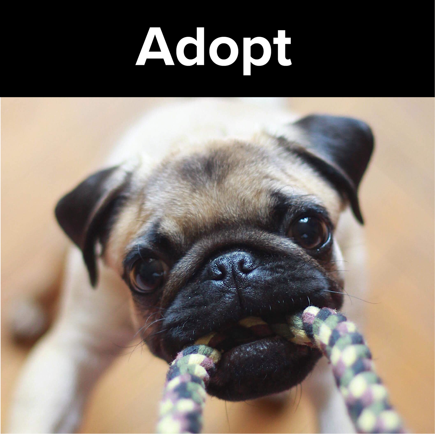 Fresno Humane Animal Services-Fresno Humane Animal Services