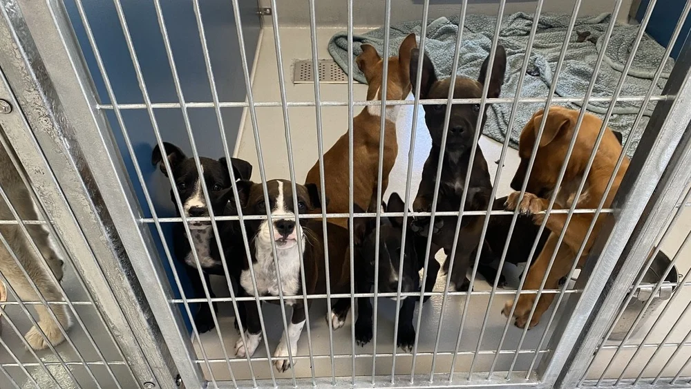 Rescue Partners — Fresno Humane Animal Services