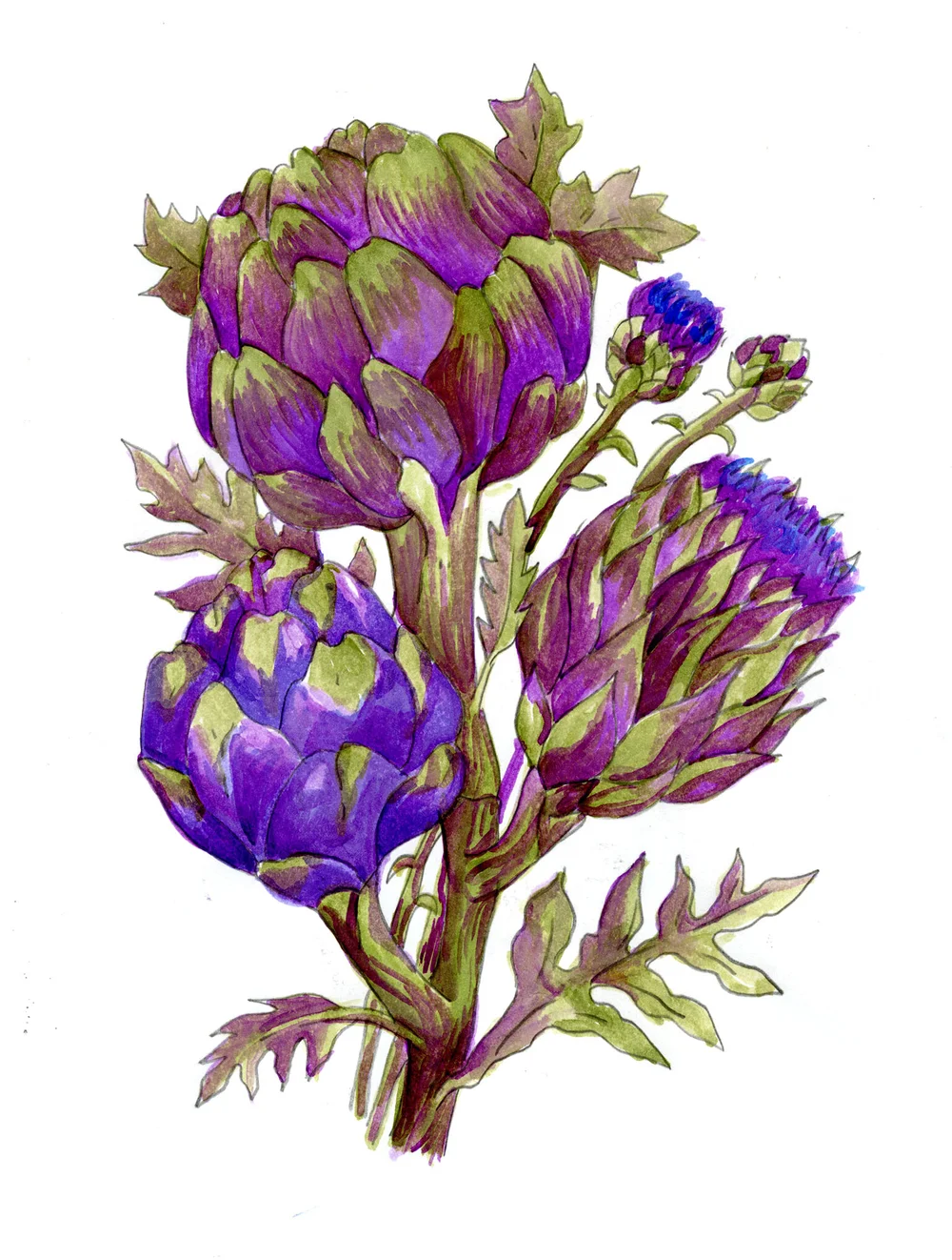 Artichoke Plant Drawing