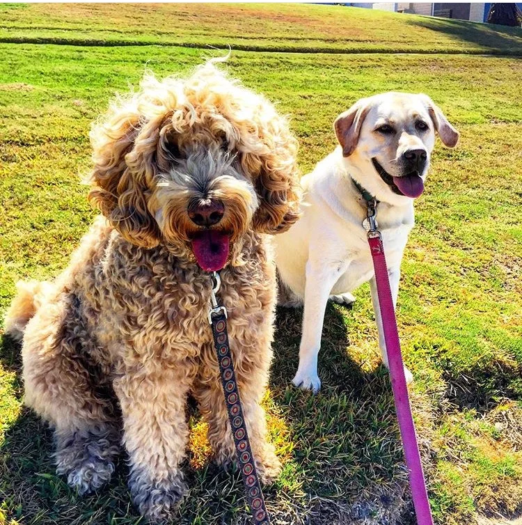 Zen Dog Training Tip of the Week: Positive Reinforcement — DogZenergy