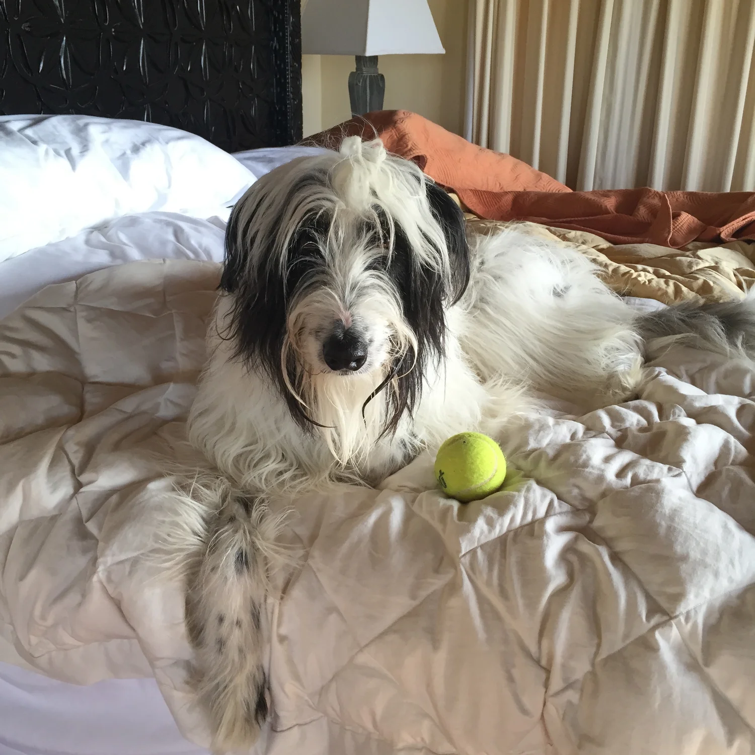 Zen Dog Spotlight: Rafa — DogZenergy