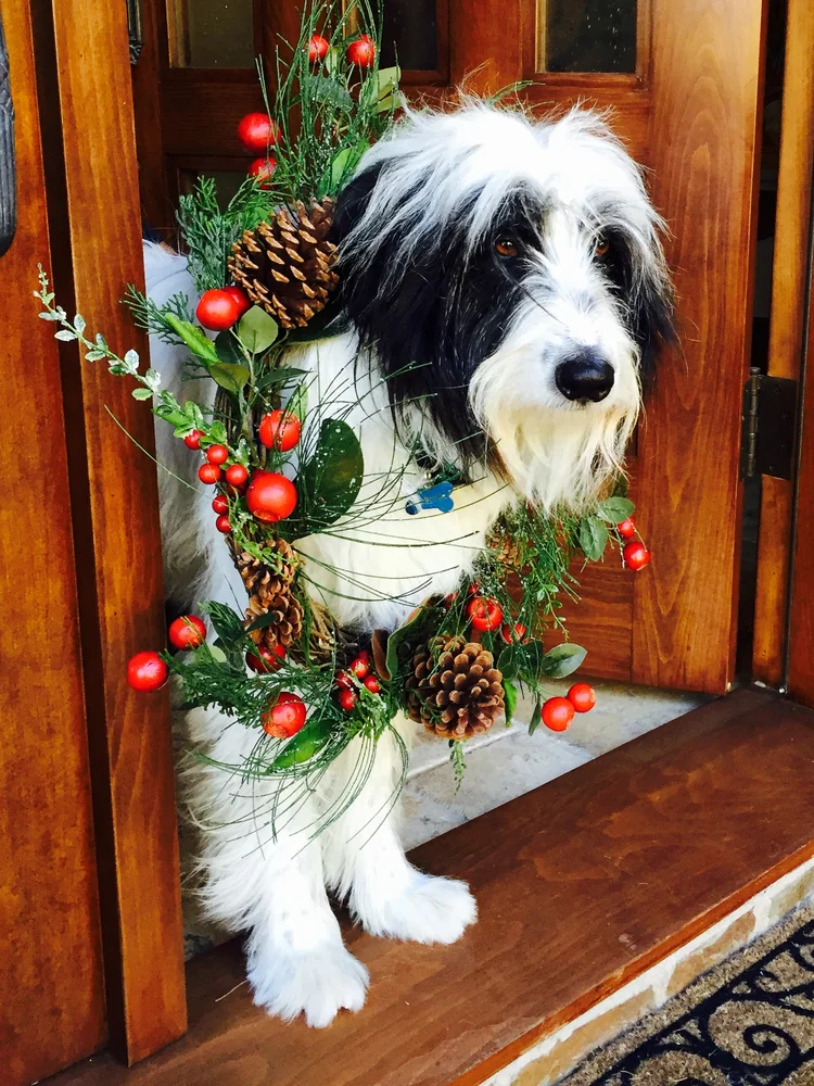 Zen Dog Spotlight: Rafa — DogZenergy