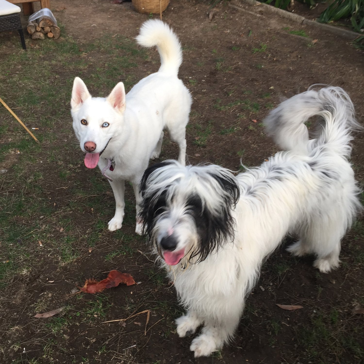 Zen Dog Spotlight: Rafa — DogZenergy