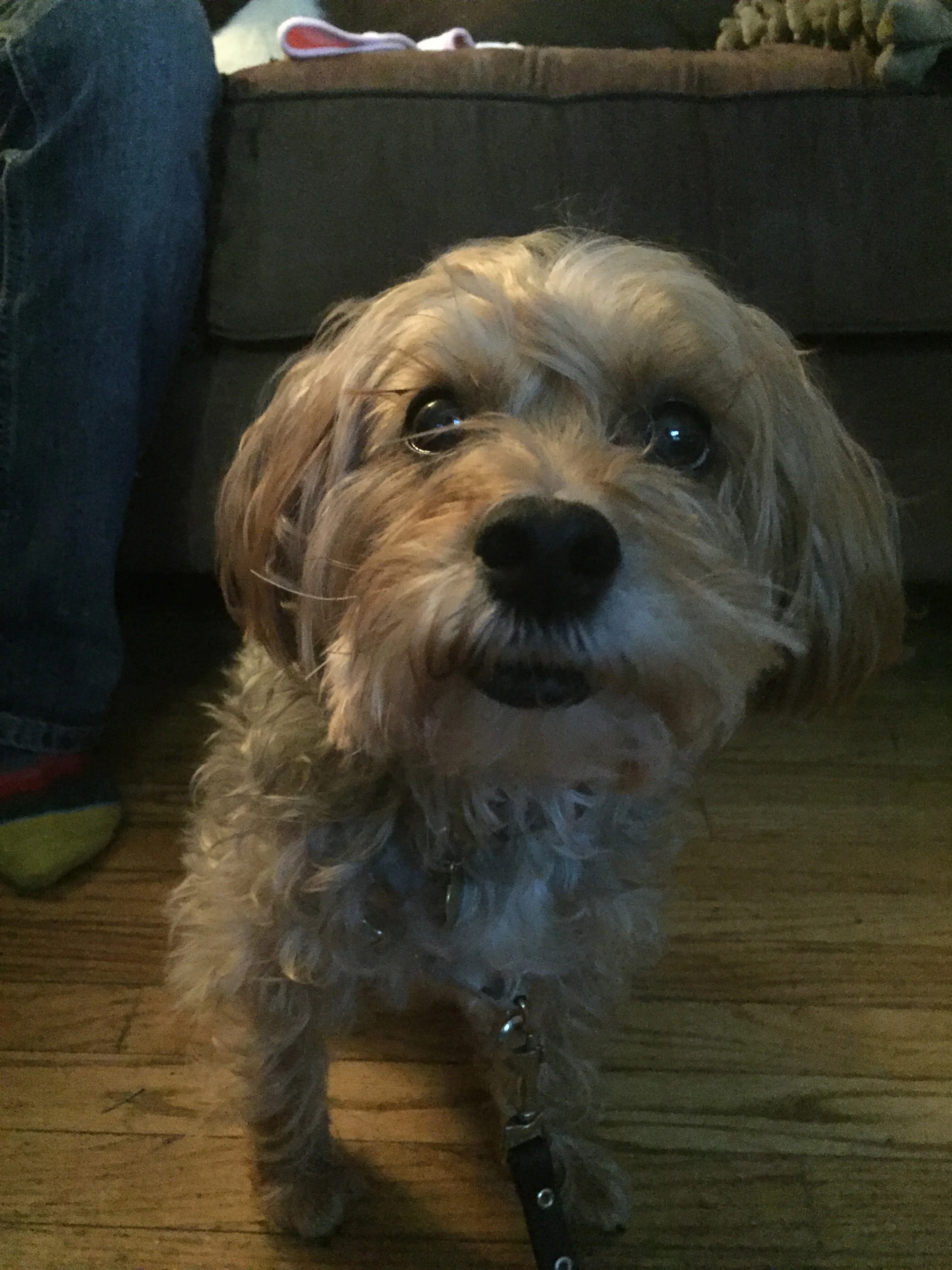 Zen Dog Spotlight: Charlie — DogZenergy