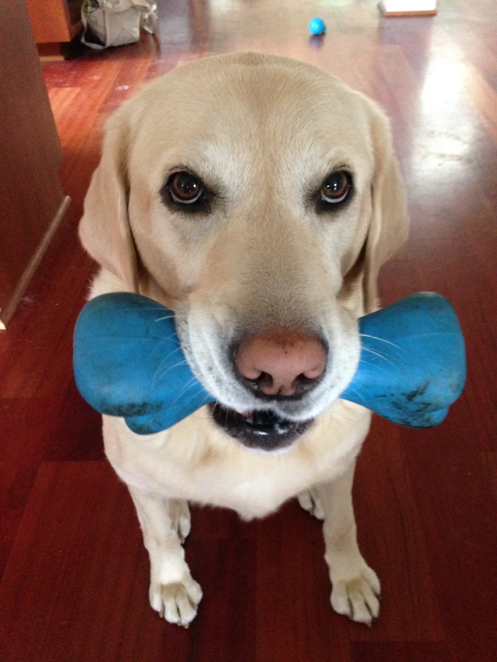 Zen Dog Spotlight: Nelson — DogZenergy