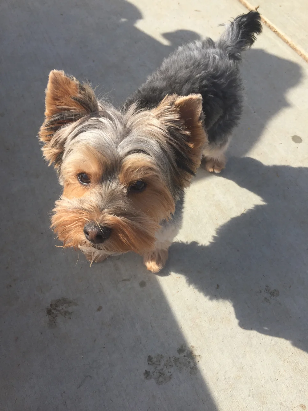 Zen Dog Spotlight: Bernini, Samantha, and Amber — DogZenergy