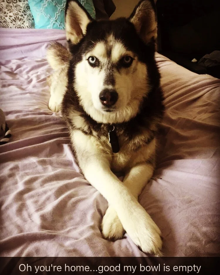 Zen Dog Spotlight: Evey — DogZenergy