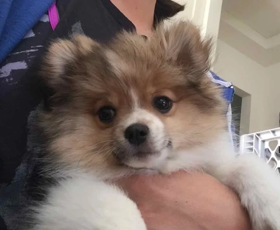 Zen Dog Spotlight: Malani — DogZenergy