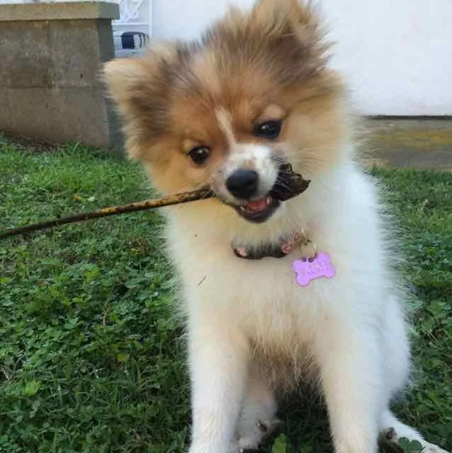 Zen Dog Spotlight: Malani — DogZenergy