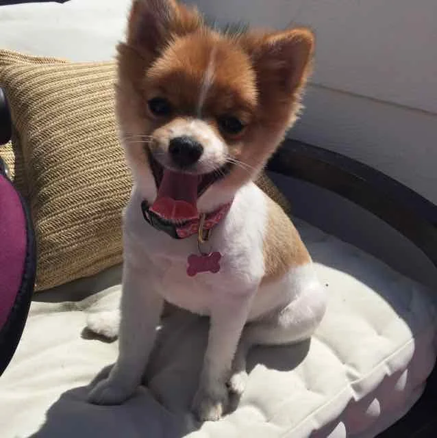 Zen Dog Spotlight: Malani — DogZenergy