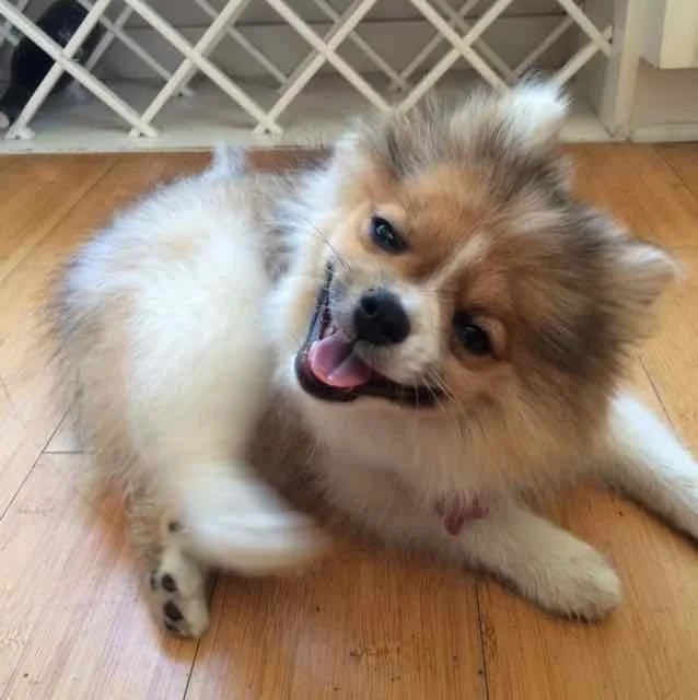 Zen Dog Spotlight: Malani — DogZenergy