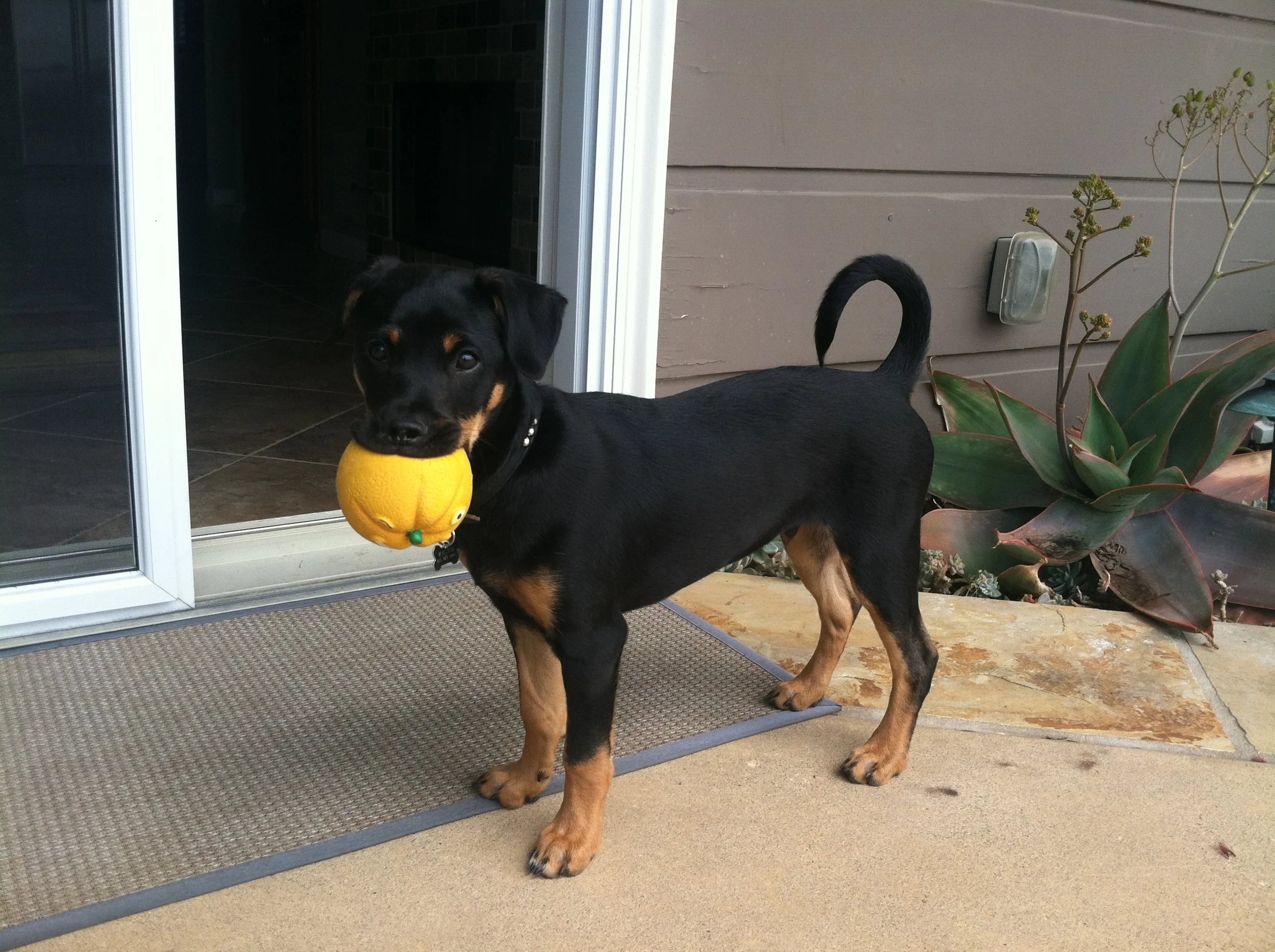 Zen Dog Spotlight: Wilson — DogZenergy