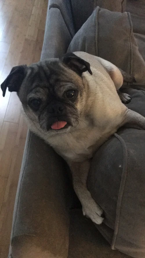 Zen Dog Spotlight: Bingley and Walter — DogZenergy