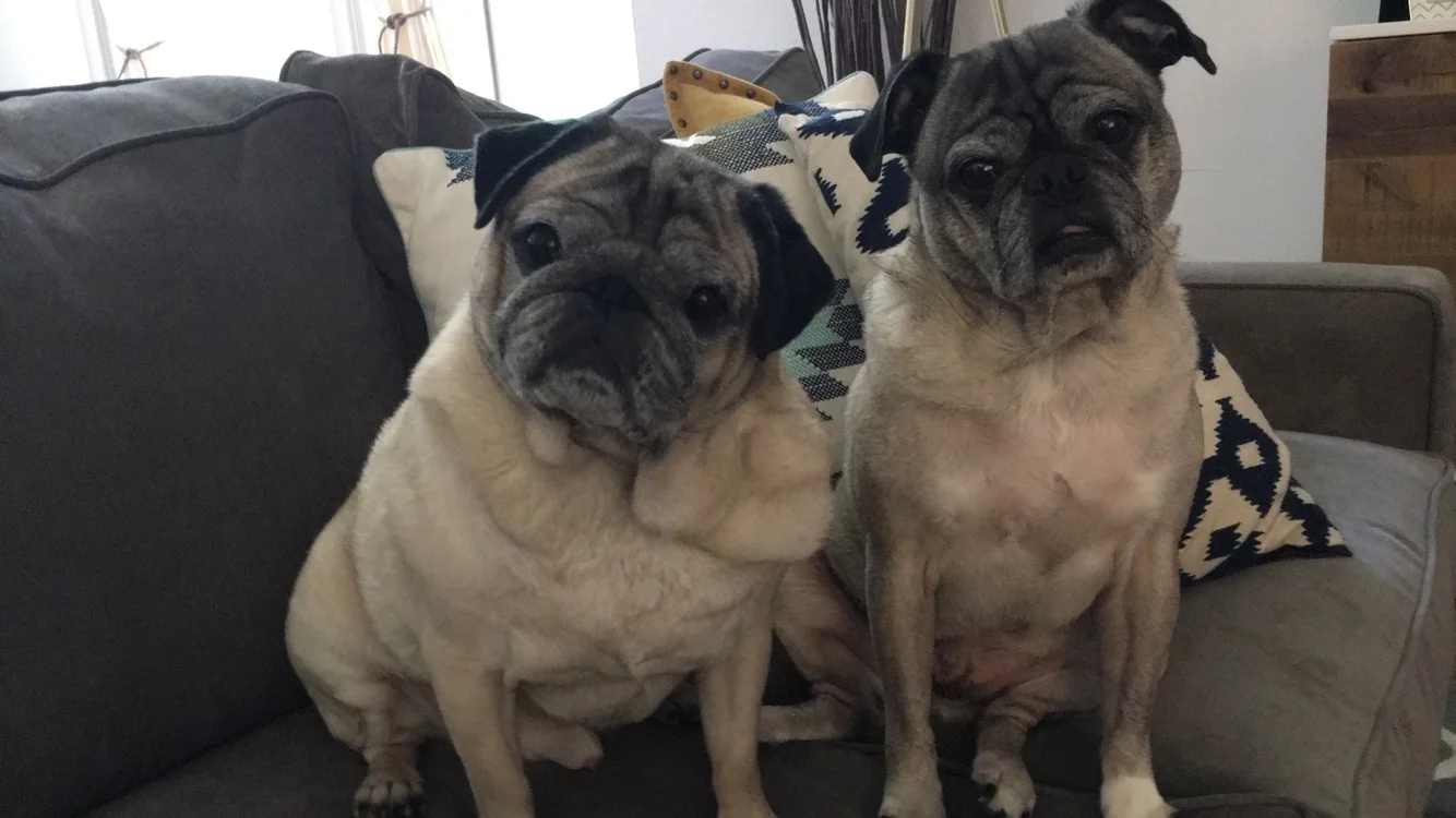 Zen Dog Spotlight: Bingley and Walter — DogZenergy