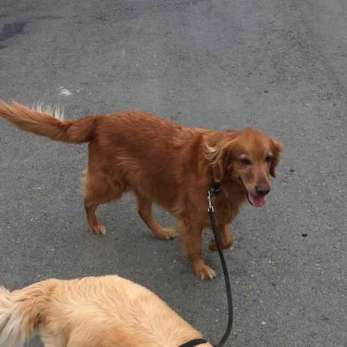 Zen Dog Spotlight: Rory — DogZenergy