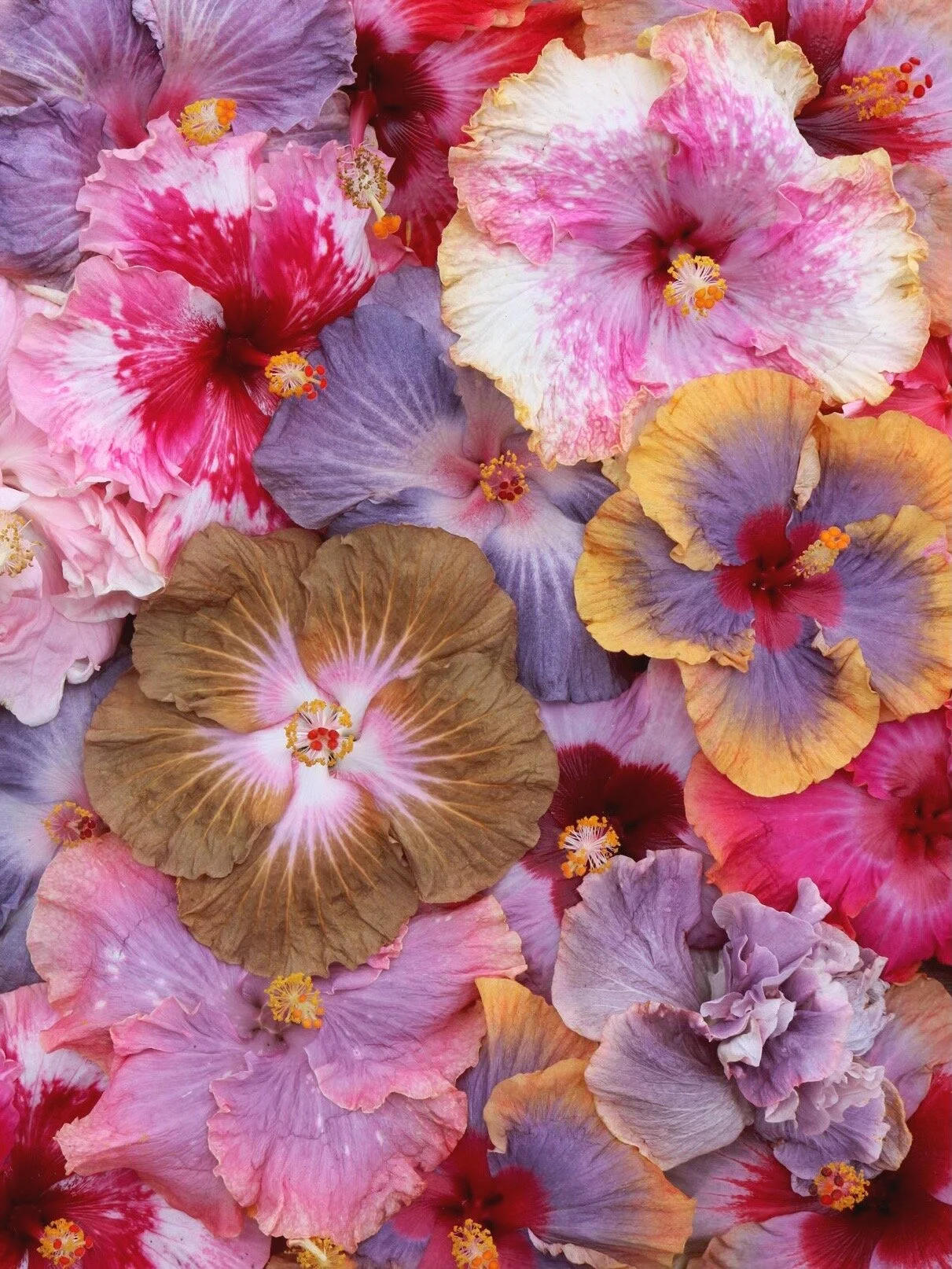 FARM TOURS WITH FARM ANIMALS | Aloha Grown Beauty