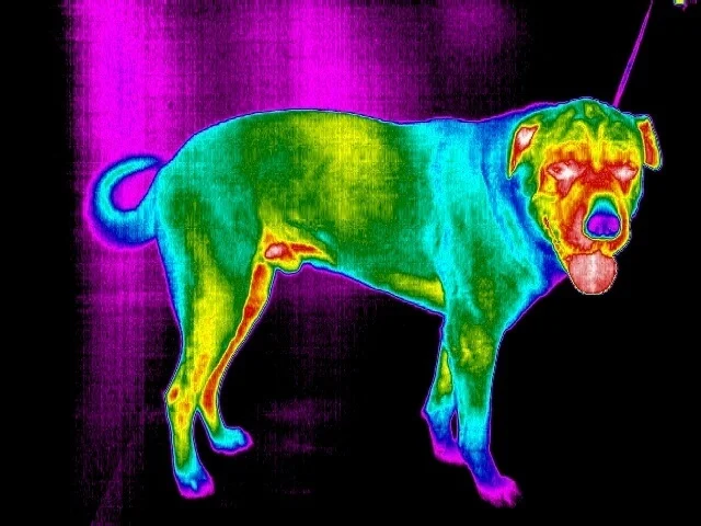 Thermal Imagery 101: Wildlife — Thermascan Ltd