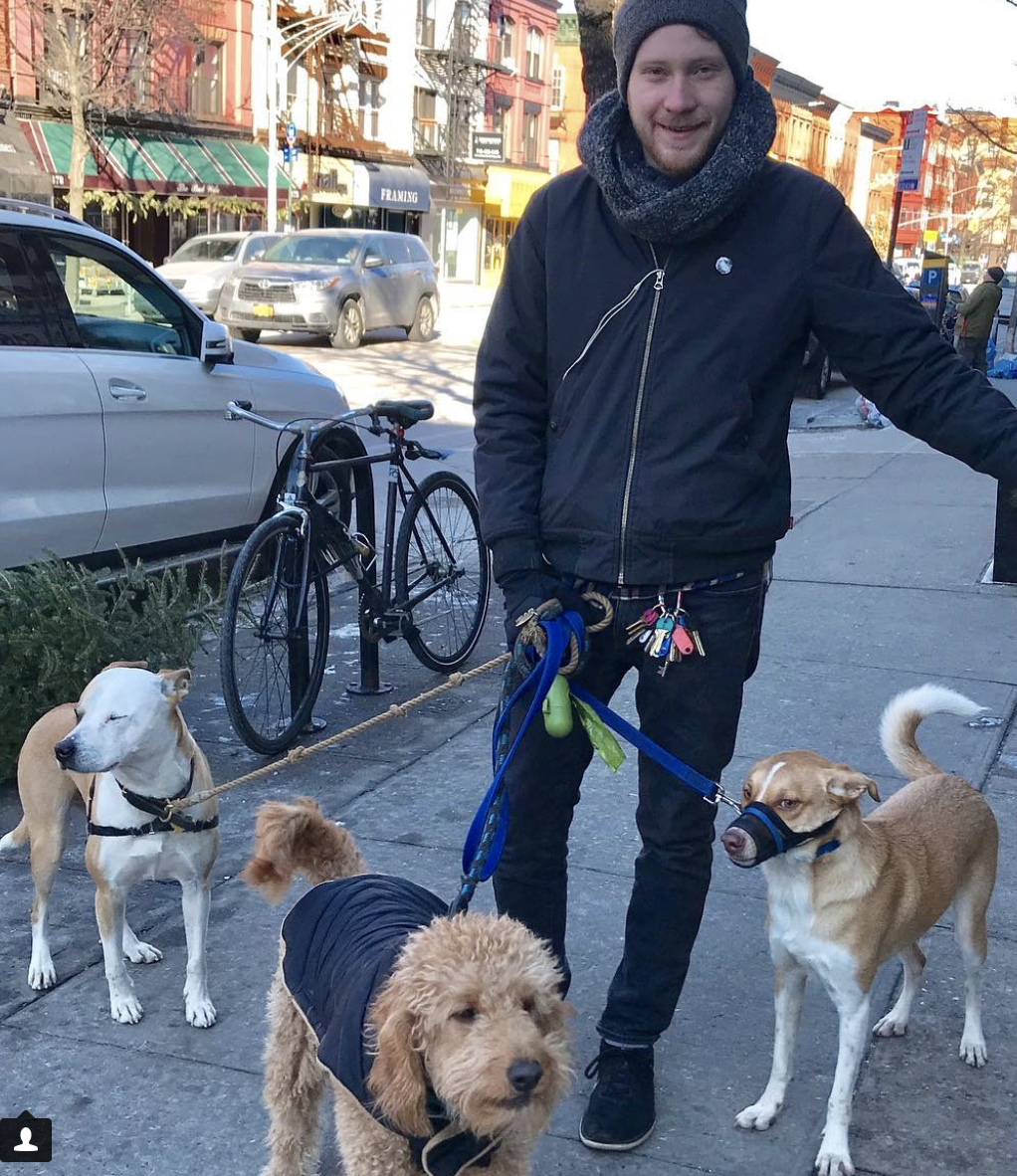 dogger - Brooklyn Dog Walker and Pet Sitter