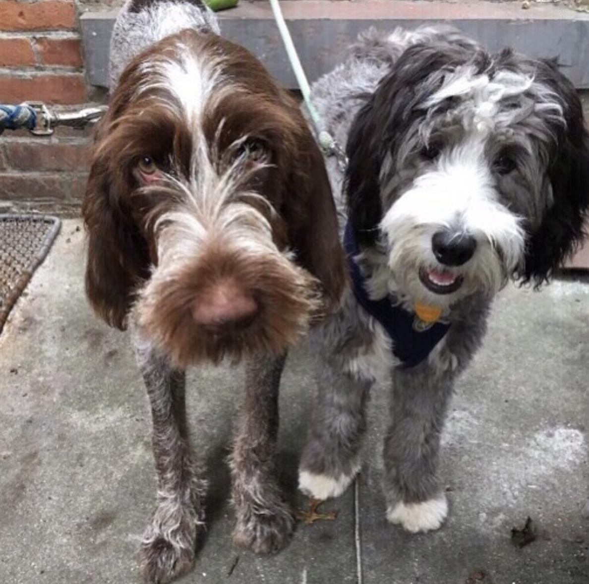 dogger - Brooklyn Dog Walker and Pet Sitter