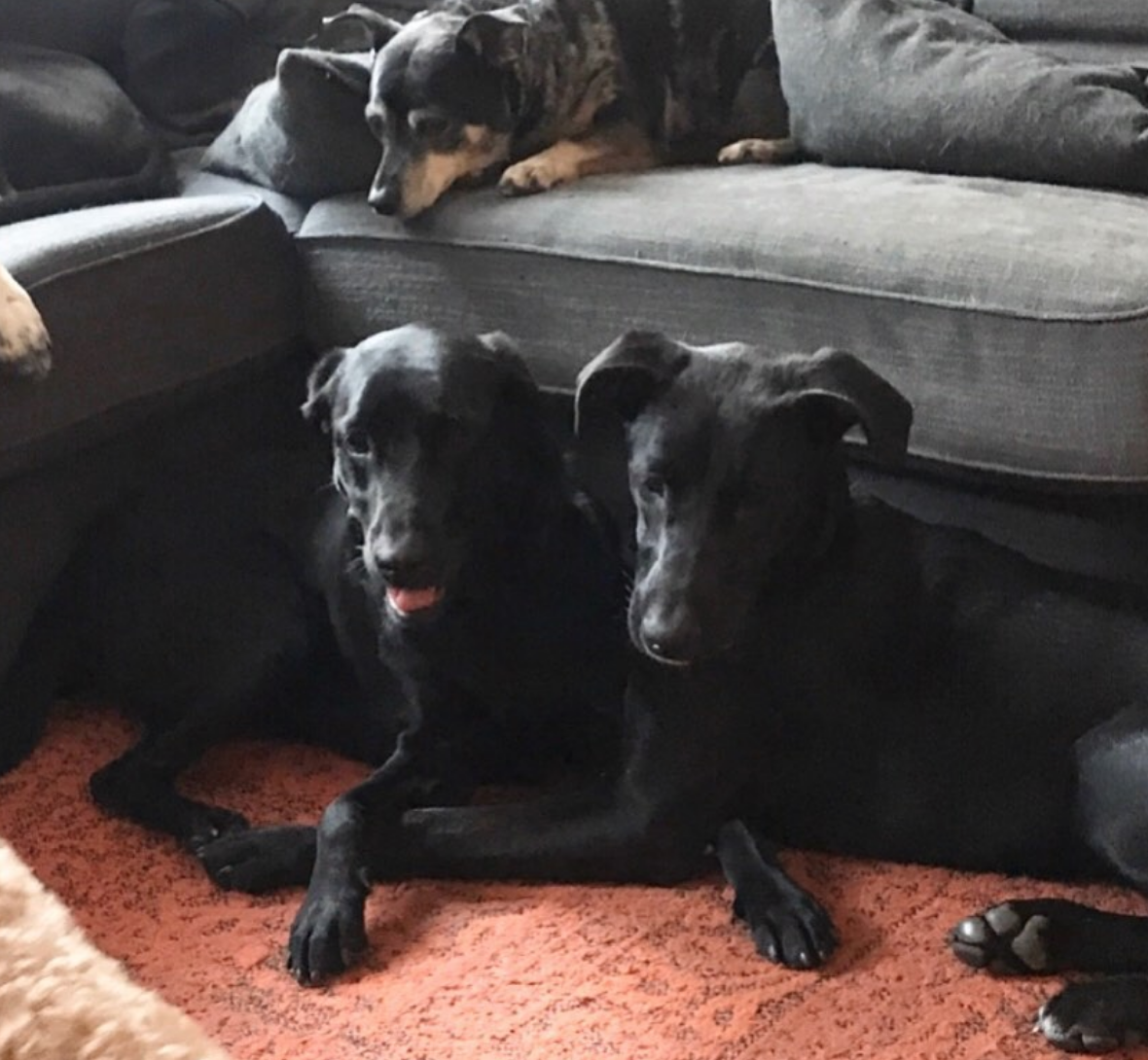 dogger - Brooklyn Dog Walker and Pet Sitter