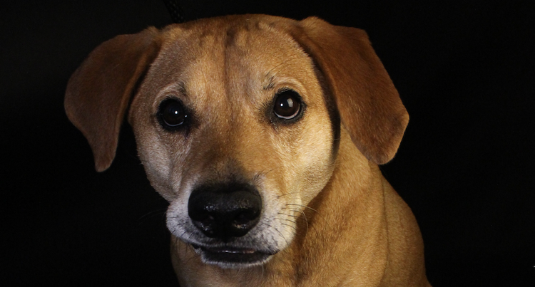 dogger - Brooklyn Dog Walker and Pet Sitter