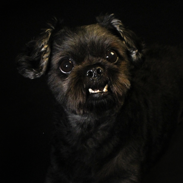 dogger - Brooklyn Dog Walker and Pet Sitter