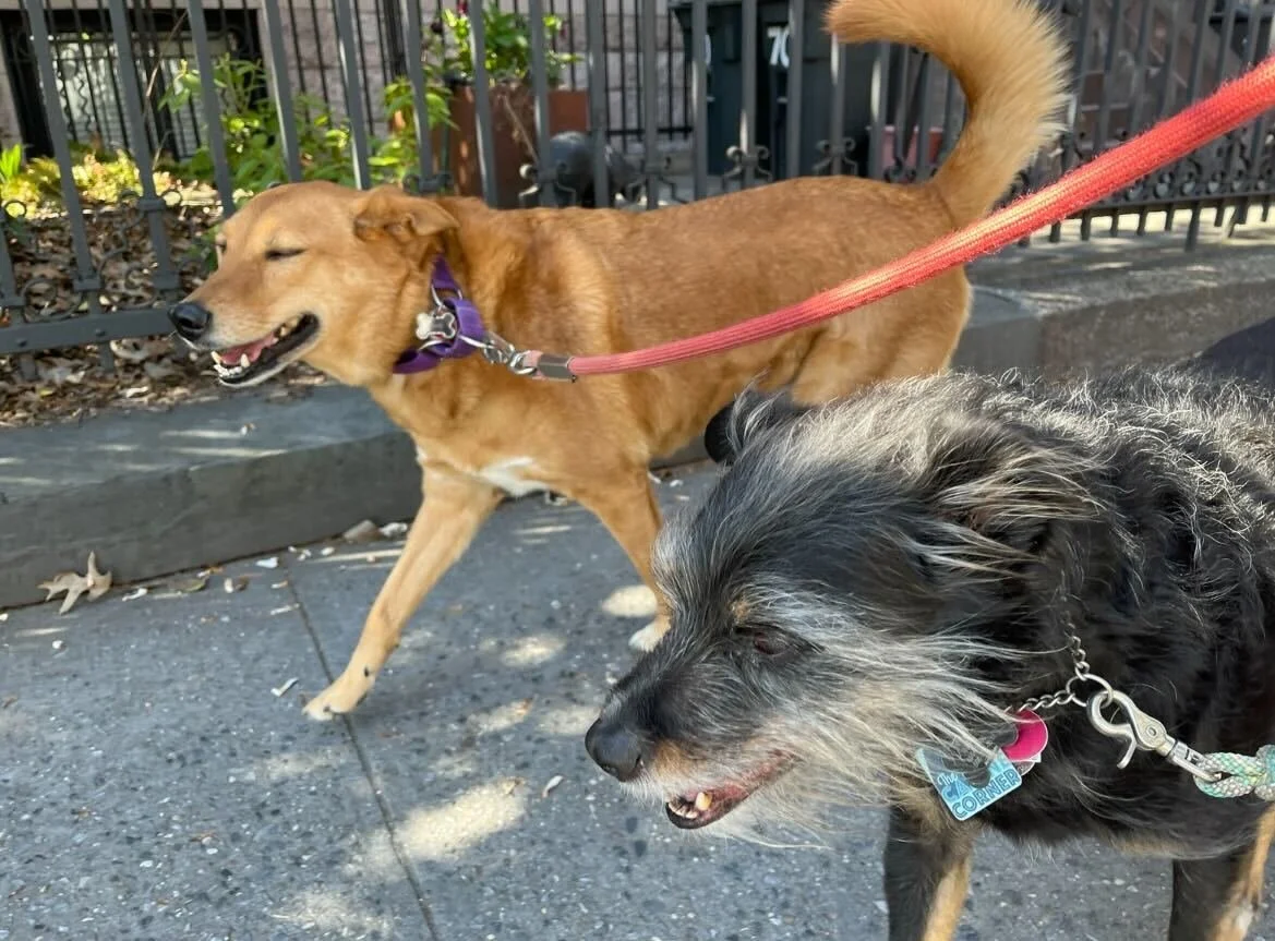 dogger - Brooklyn Dog Walker and Pet Sitter