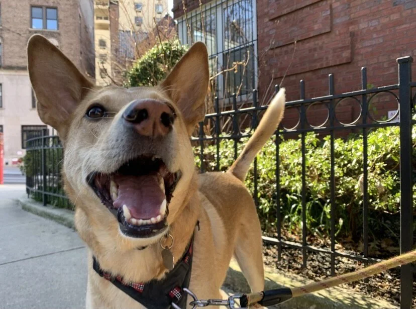 dogger - Brooklyn Dog Walker and Pet Sitter
