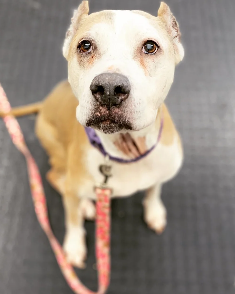 What We Do — Grey Face Rescue & Retirement