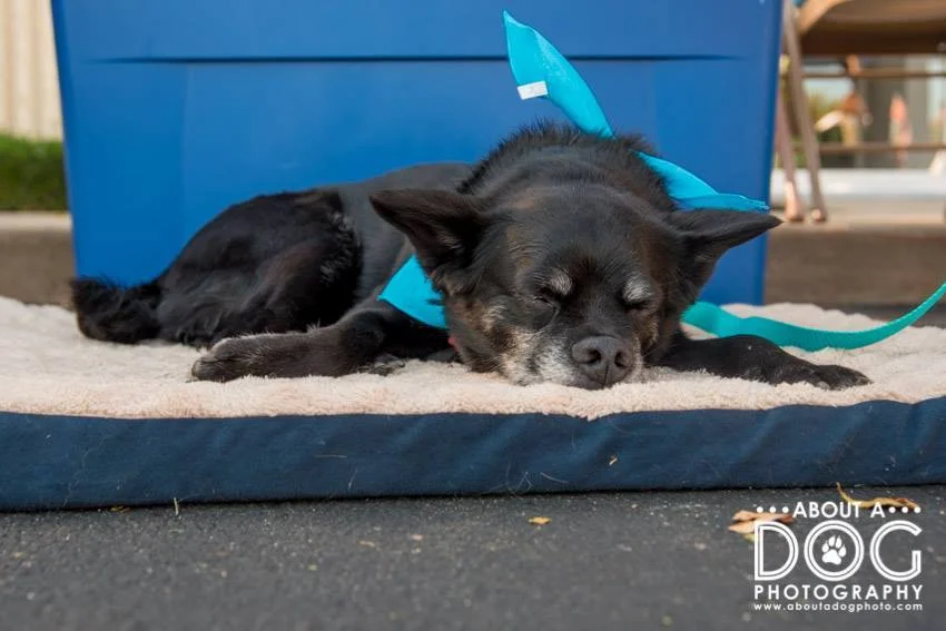 Donate — Grey Face Rescue & Retirement