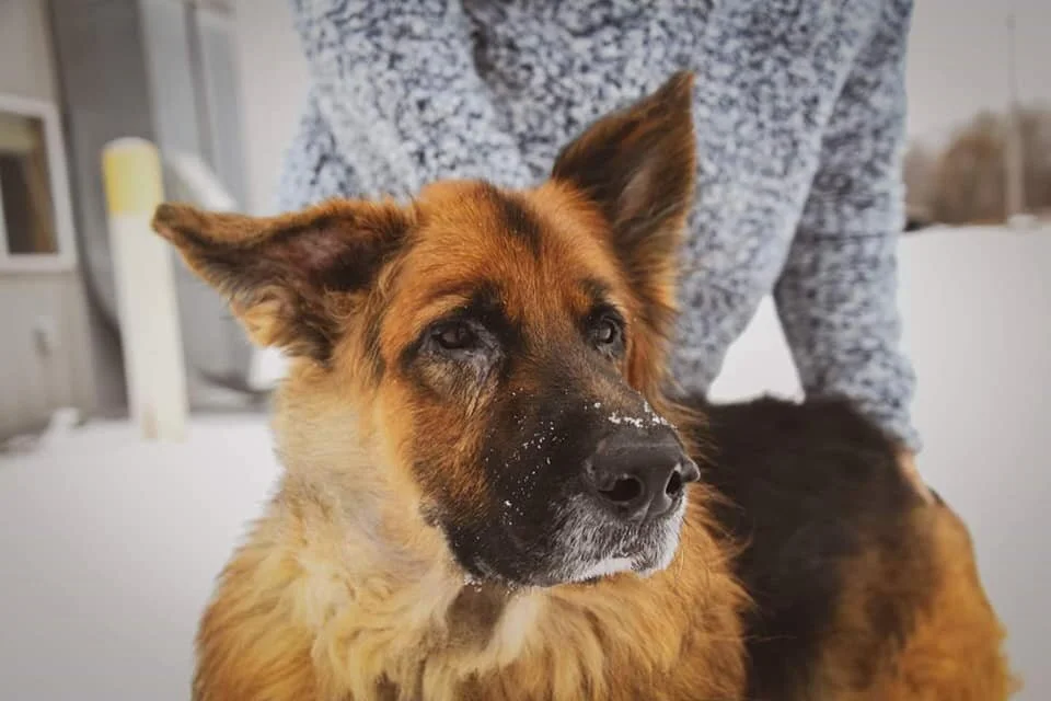 Available Animals — Grey Face Rescue & Retirement