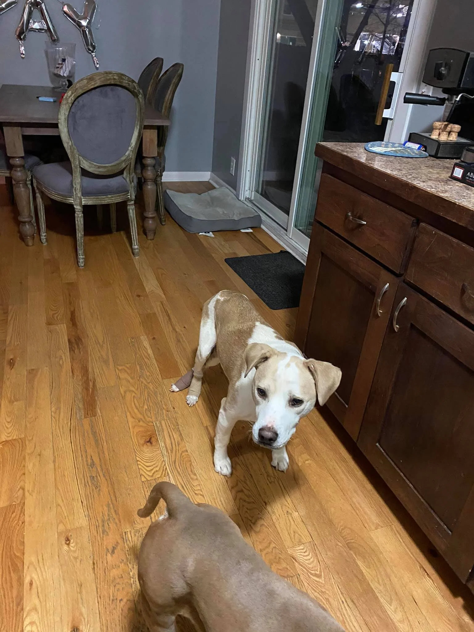 One-Time Donation — Grey Face Rescue & Retirement