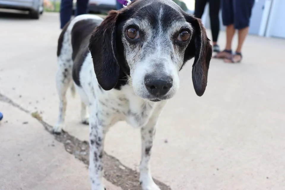 One-Time Donation — Grey Face Rescue & Retirement