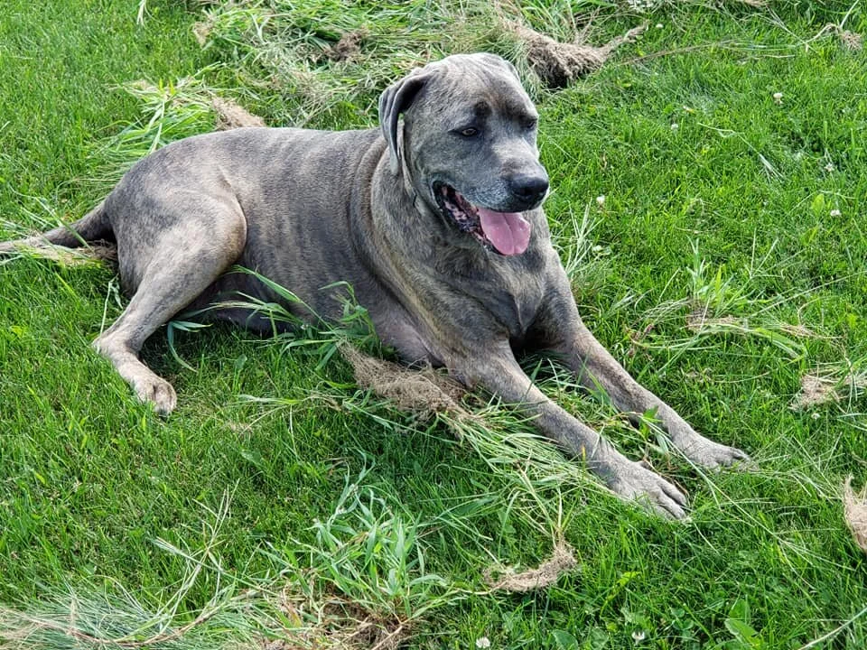 One-Time Donation — Grey Face Rescue & Retirement