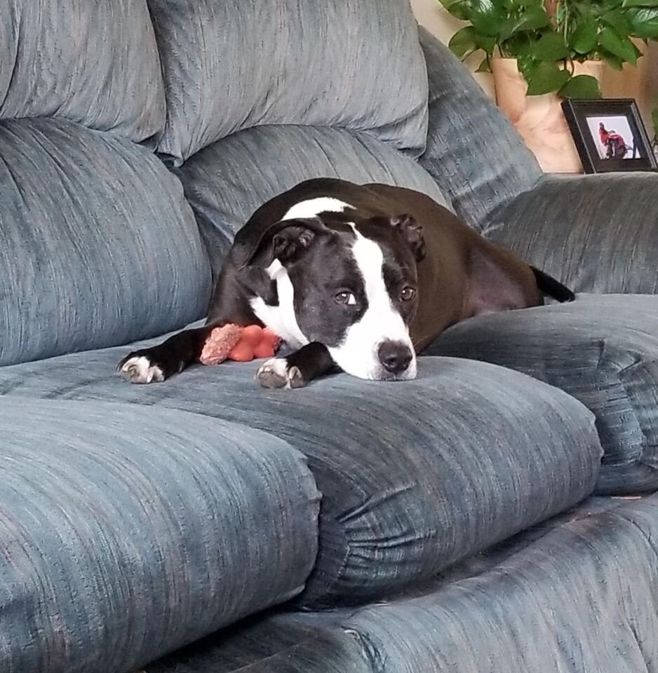 One-Time Donation — Grey Face Rescue & Retirement