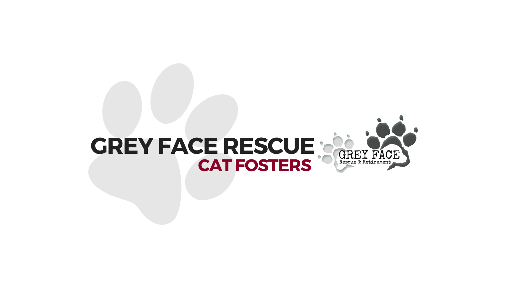 Cat Foster Guide + Training — Grey Face Rescue & Retirement