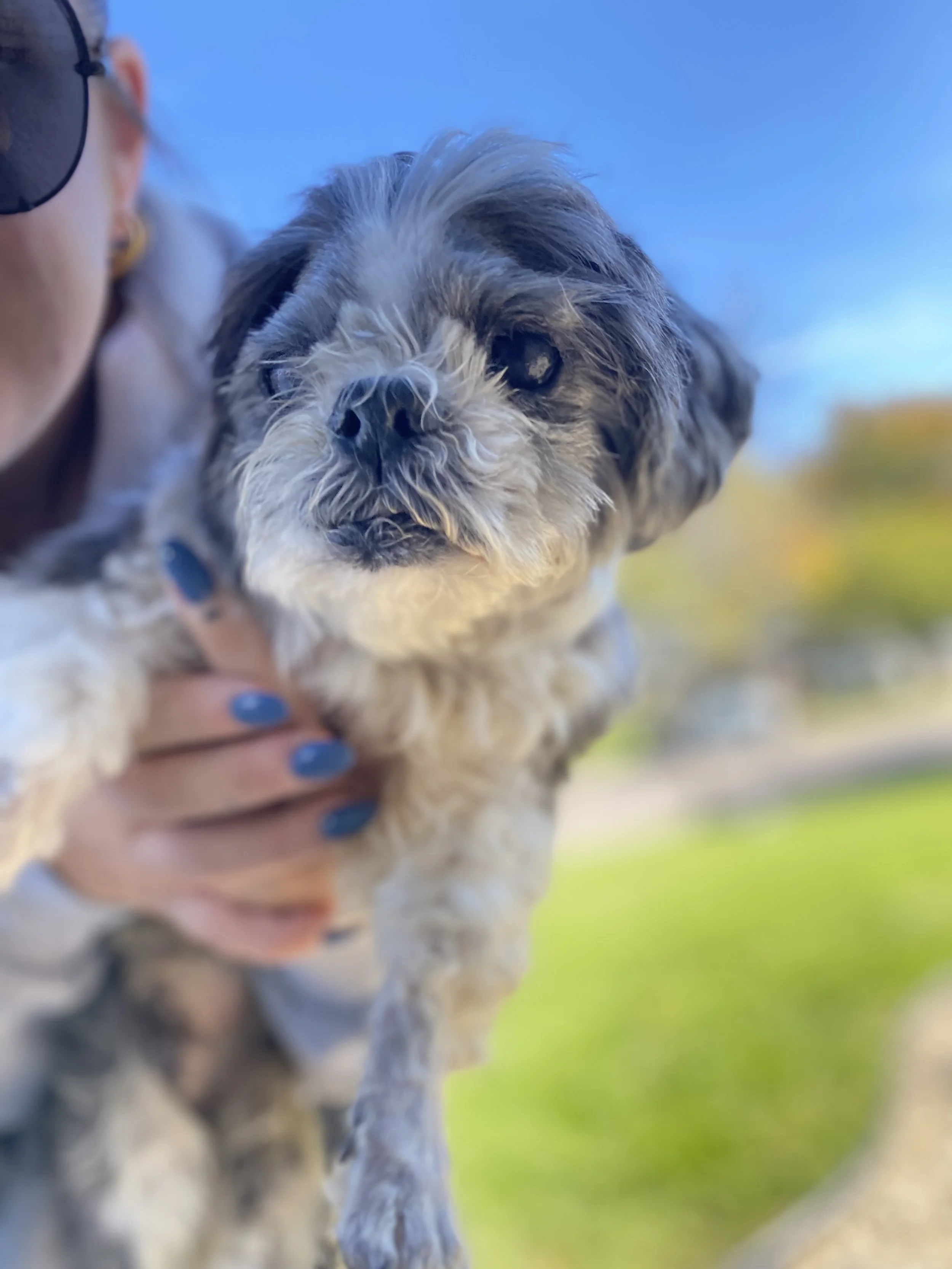 Dog Foster Requests — Grey Face Rescue & Retirement