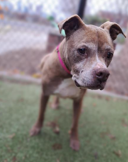 Grey Face Rescue Approved Volunteers Resources + Training — Grey Face ...