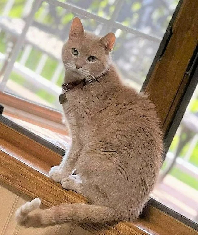 Cat Surrender Form — Grey Face Rescue & Retirement