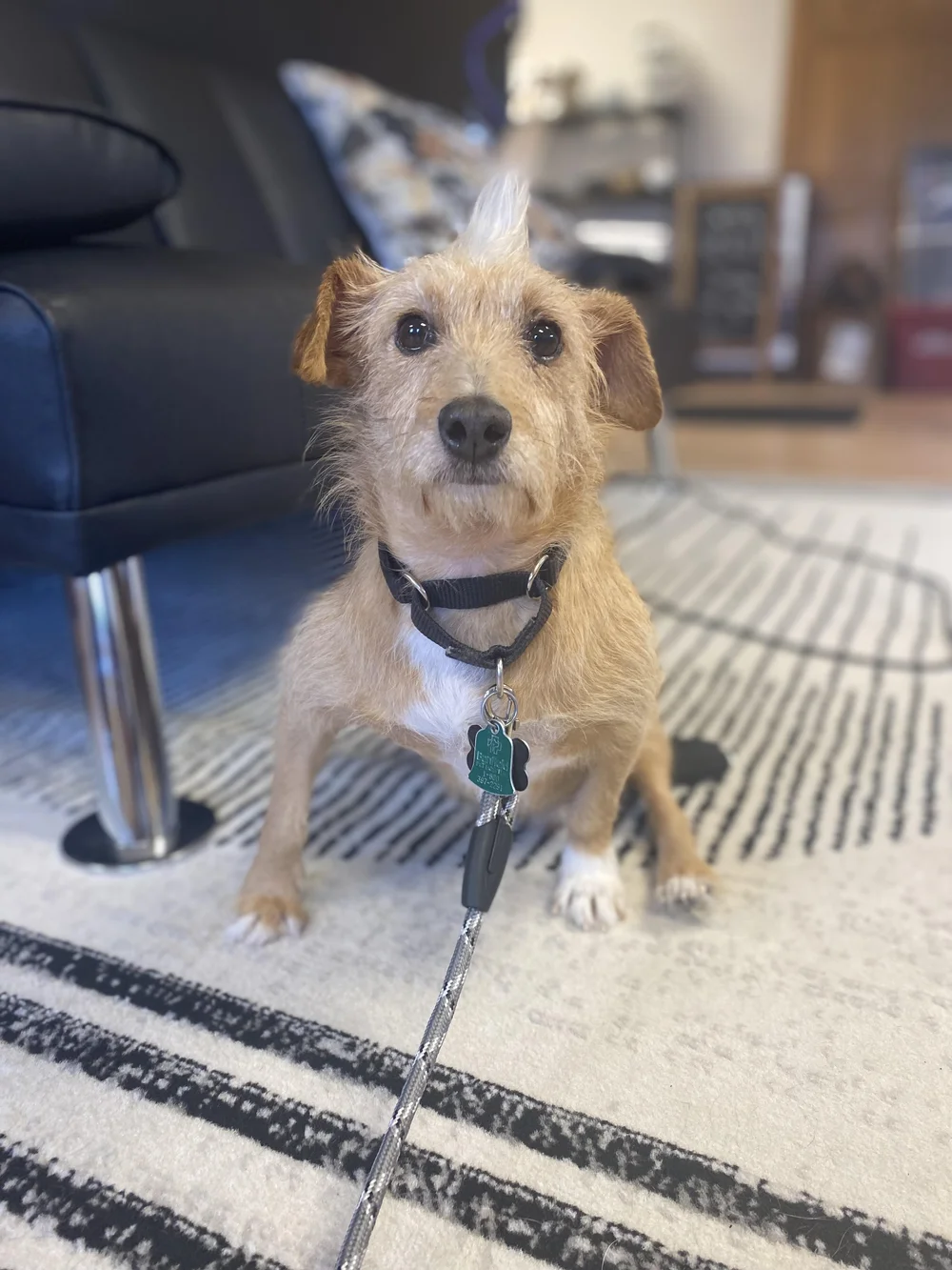 Grey Face Rescue Dog Foster Guide + Training — Grey Face Rescue ...