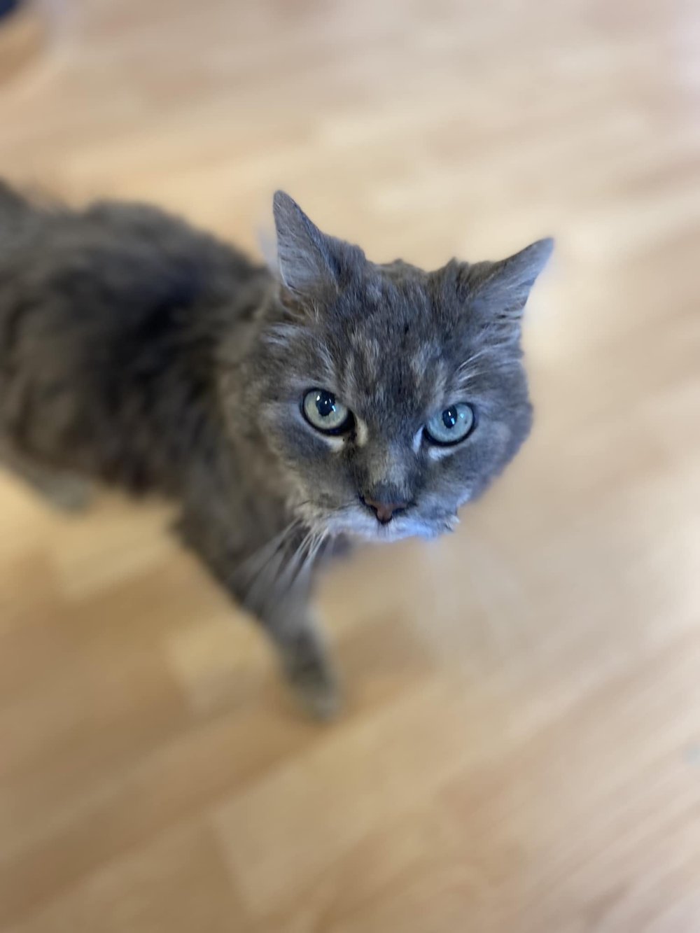 Cat Foster Requests — Grey Face Rescue & Retirement
